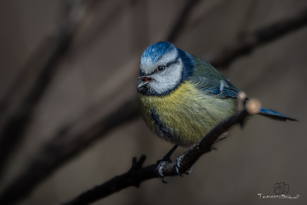 Sikora Modraszka by Tomasz Zaniewski / 500px