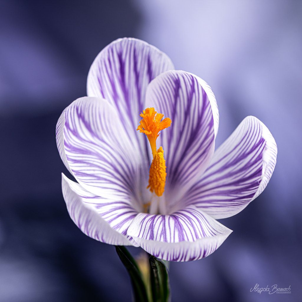 Spring flower by Magda Banach / 500px