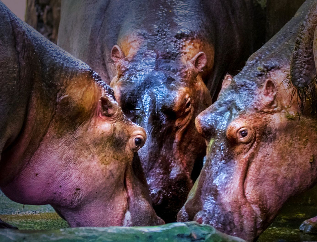 Three hippos eating together by UthamaKumar VasanthaRao / 500px