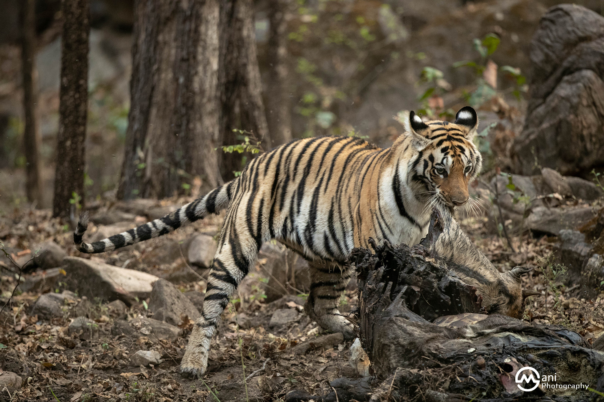 Tiger by Subramani Soundrapandian | 500px