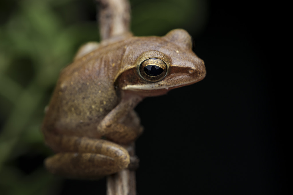 Macro of a tree frog by Bhairav Paleja / 500px