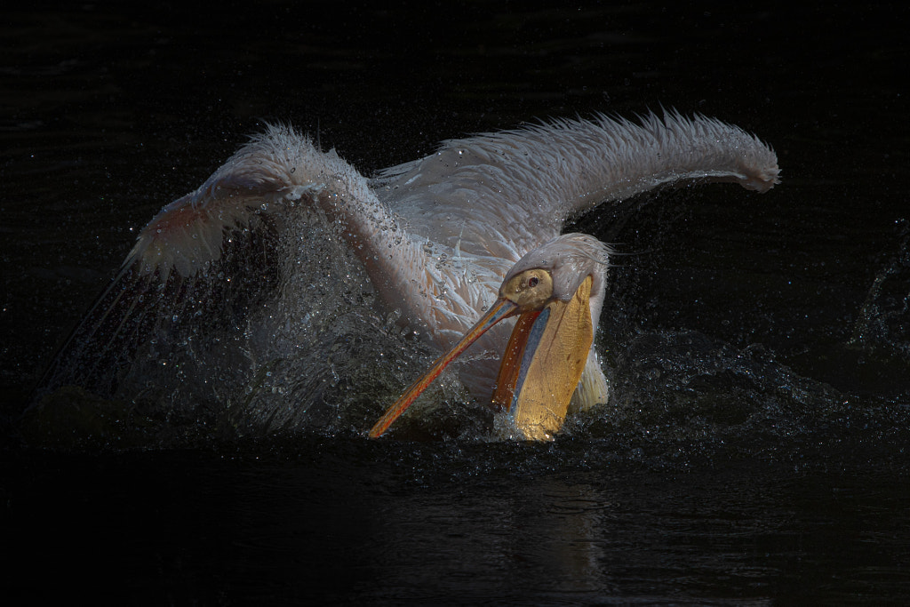 Bathing Fun by Natalia Rublina / 500px