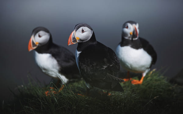 Three Puffins Standing on Grassy Cliff | nature photo by Patrick ...