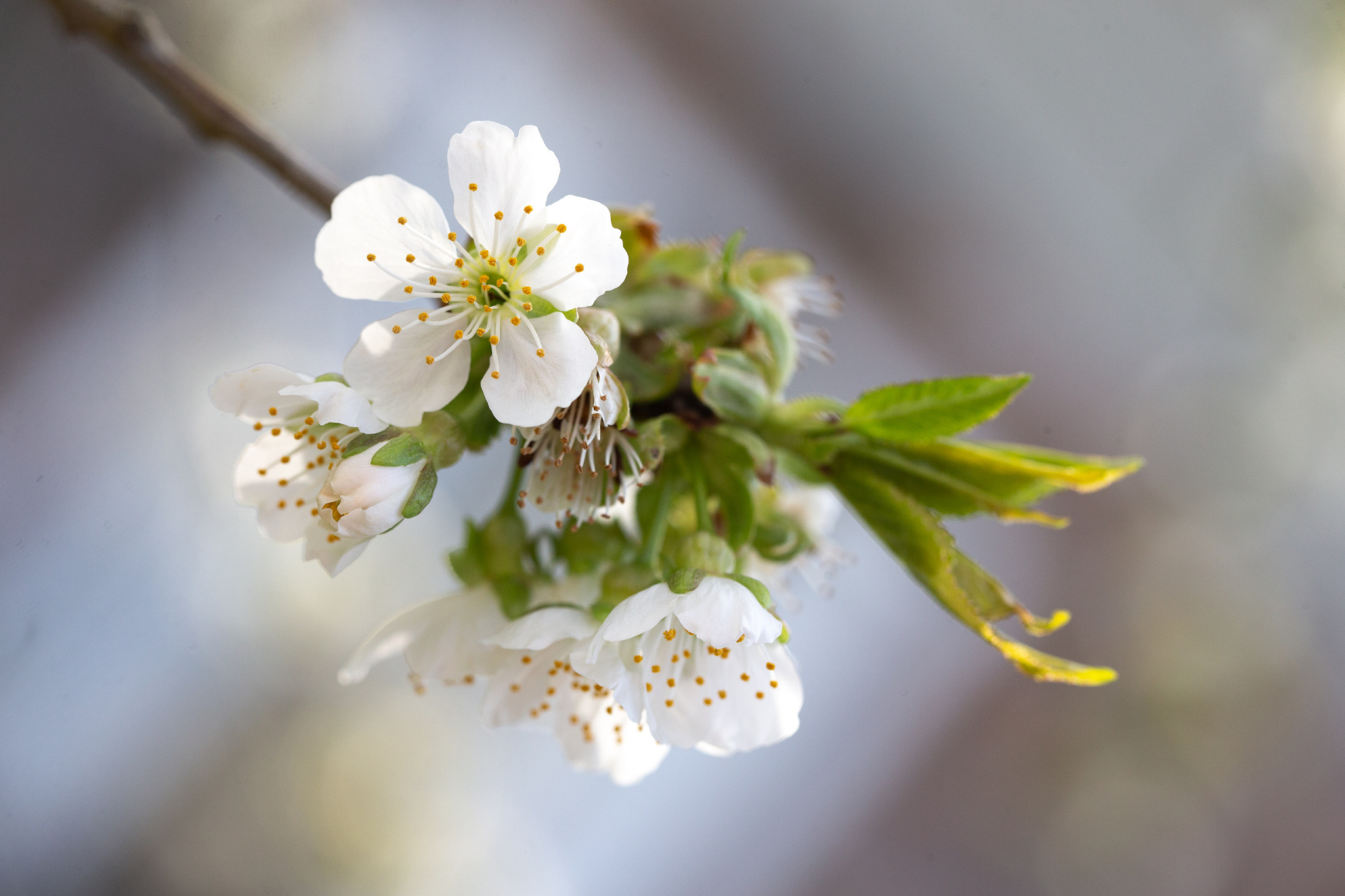 Delicate White Cherry Blossoms on Branch | nature photo by Lana ...