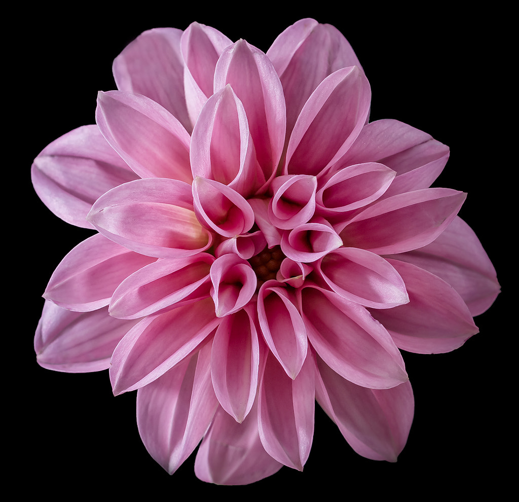 The Flower by Christian F. / 500px