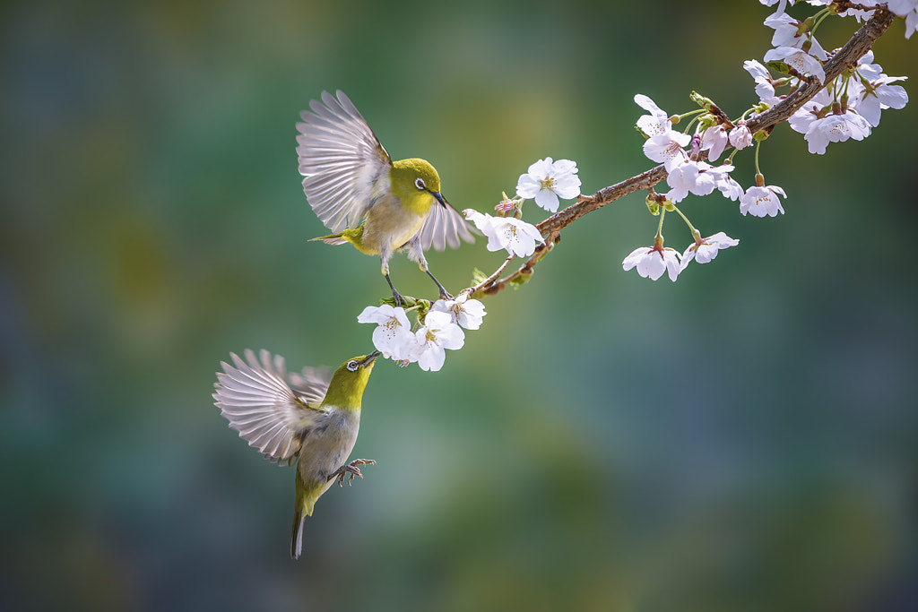 On a fine spring day by Tiger Seo / 500px