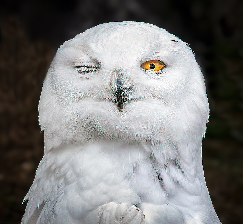 Winking Snowy Owl by Chuck Rowe / 500px