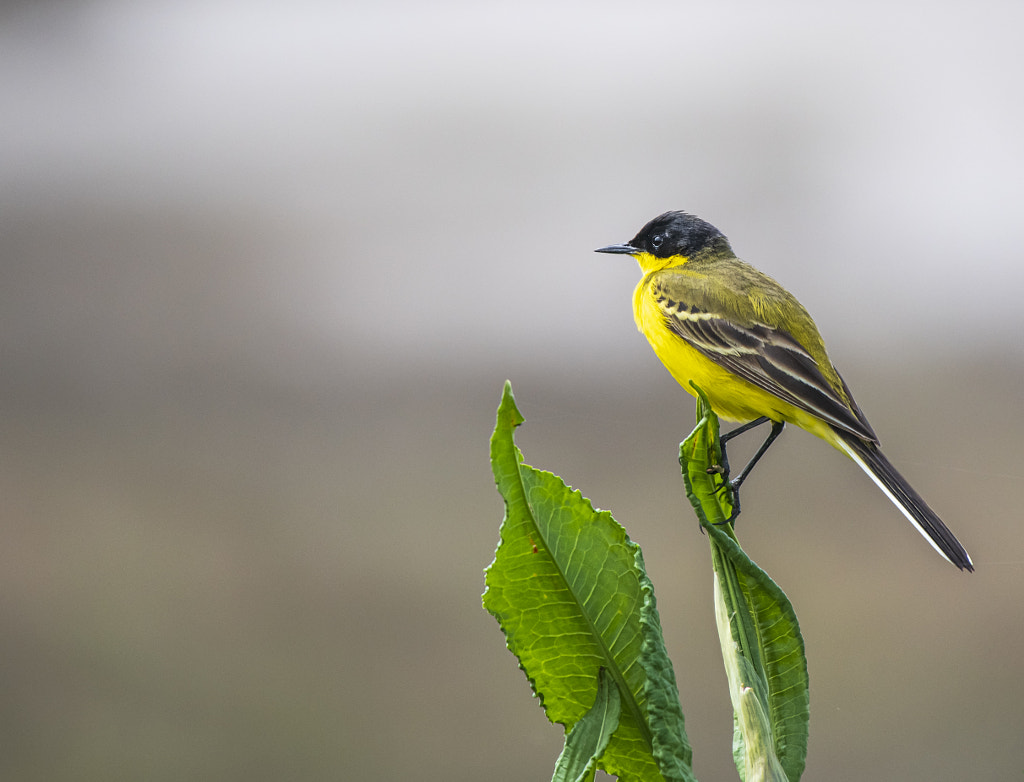 Spring plumage by Stavros Toumanidis / 500px