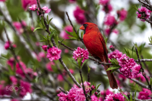 Triple Red by Keith Crabtree | 500px