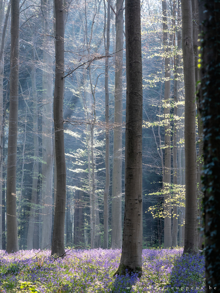 The magical forest of Halle by Bart Ceuppens / 500px