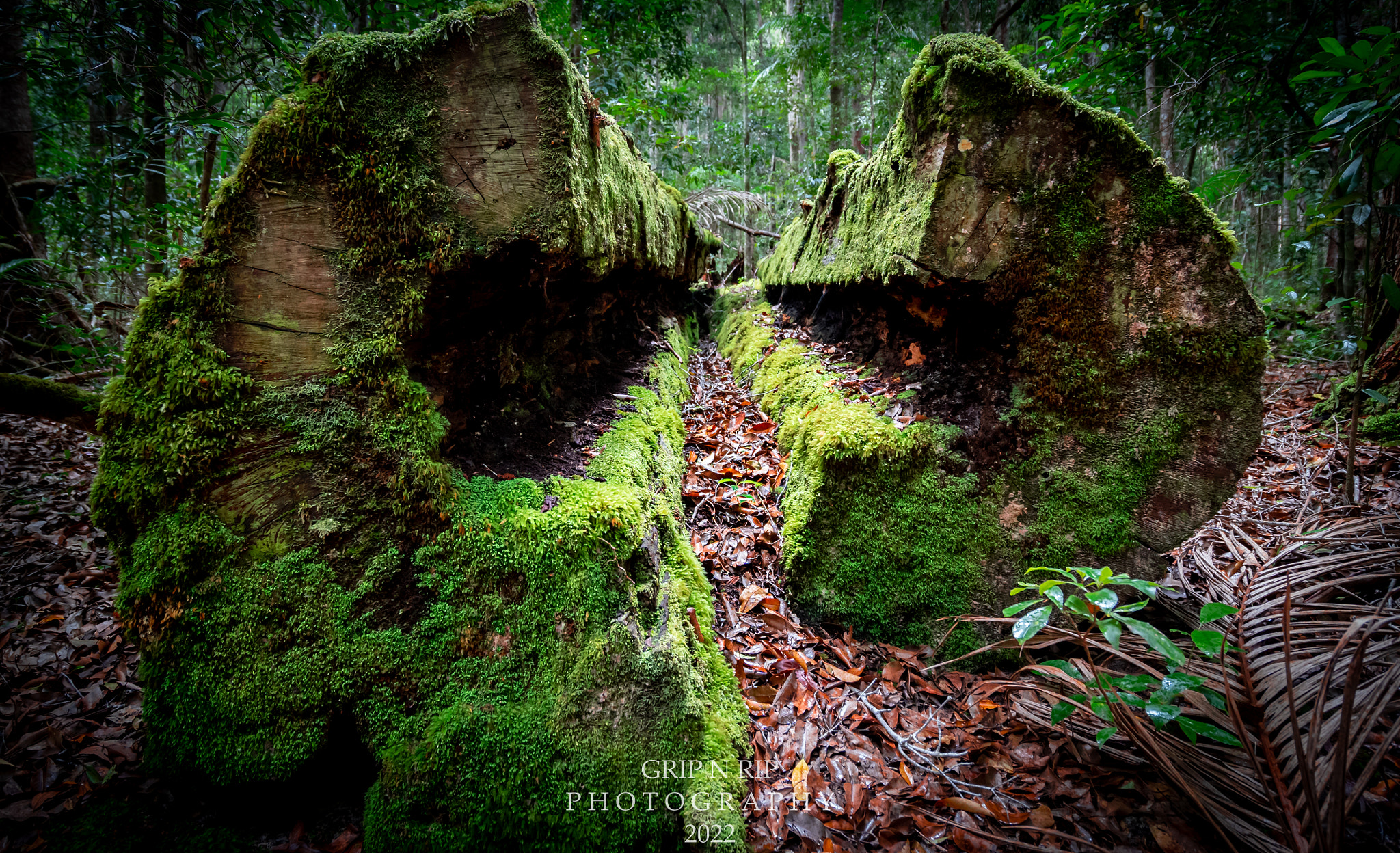 PILE VALLEY Kgari Fraser Island. by Shane Reynolds / 500px