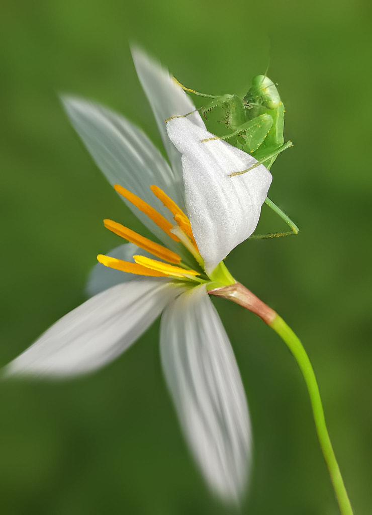 恃强凌弱(手机摄影) by Tianyue | 500px