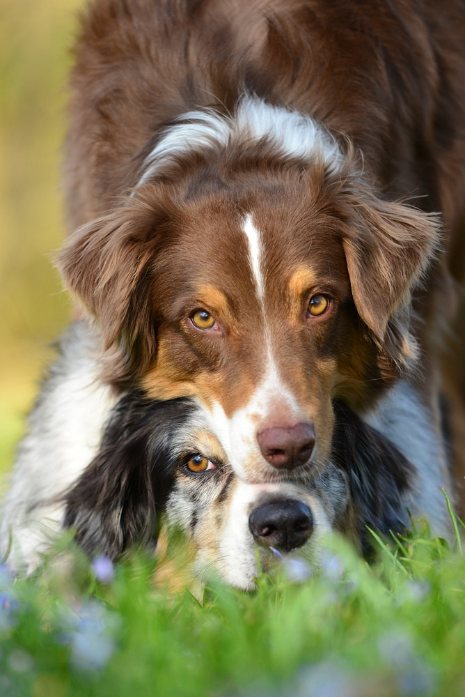 *best friends* by Ines Fuchs / 500px