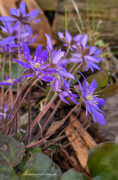 Oak kisses by Bess Hamiti / 500px