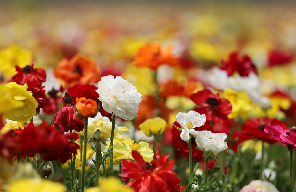 Spring all around 2 by Michal De-porto / 500px