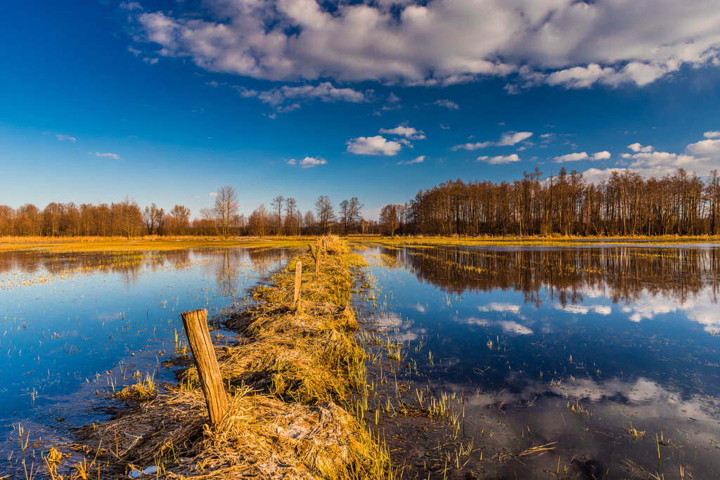 Water meadow by Kamil Galanek / 500px