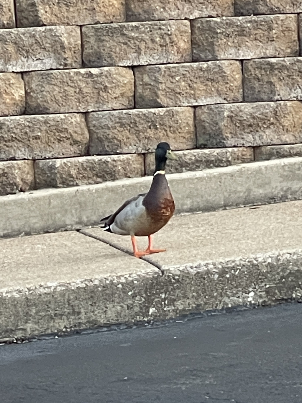 Church Duck by kenneth faulkner / 500px