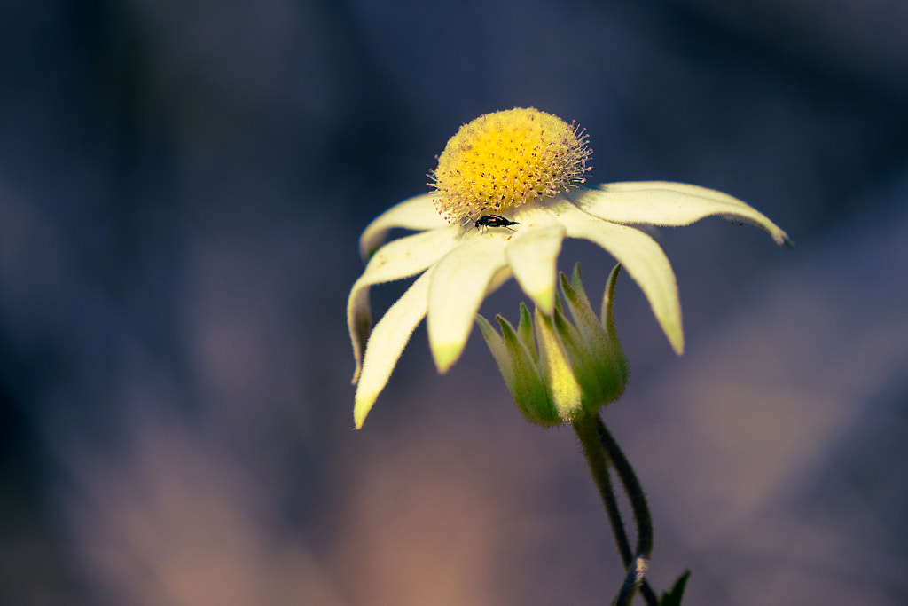 Flannel Flower (Actinotus helianthi) by Mark Groombridge / 500px