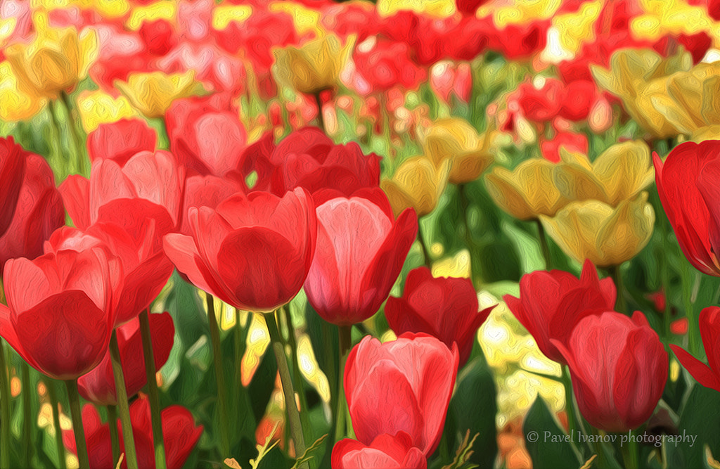 Where dreams grow and become reality by Pavel Ivanov / 500px