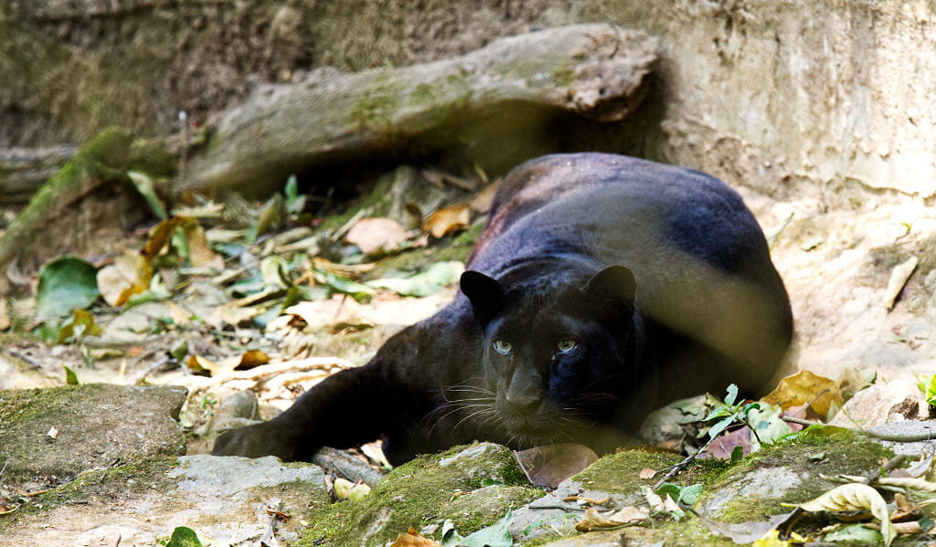 Black Panther by ABINASH BAL / 500px