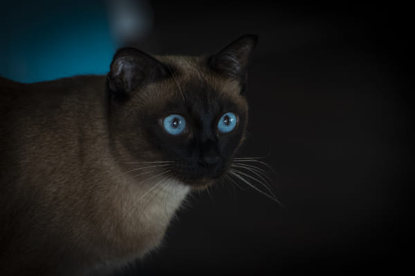 Katalin Bán (ladybugnyanya) Profile / 500px