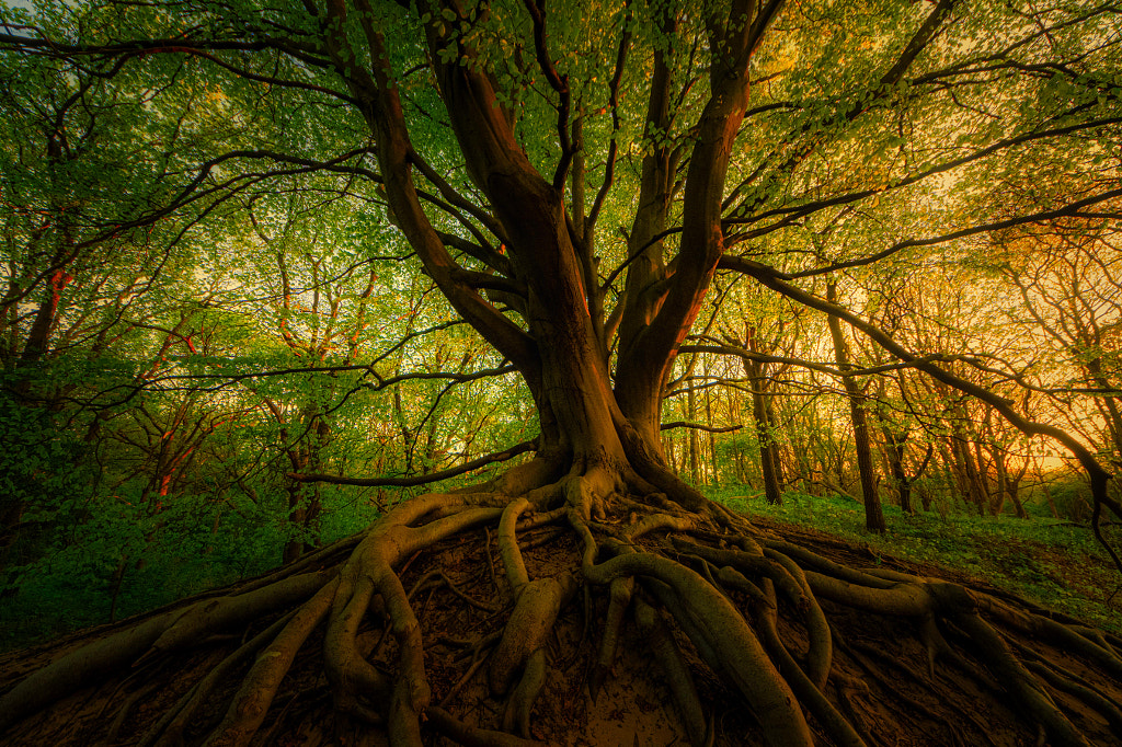 Witch Tree by Peter Dekker / 500px