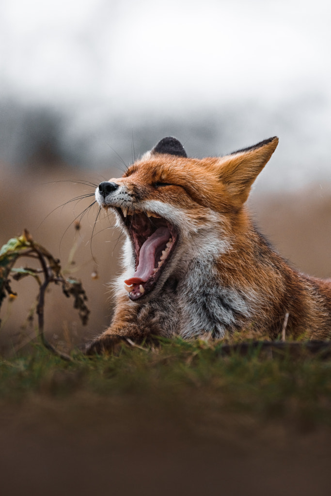 Red fox by Lea Milde / 500px