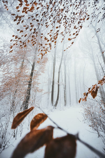 Snow Covered Forest with Autumn Leaves | landscape photo by Patrick ...