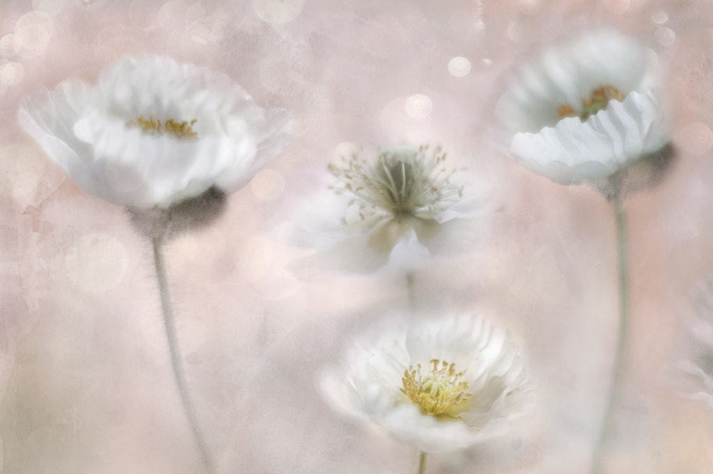 feel the spring in your heart by Irene Weiss / 500px