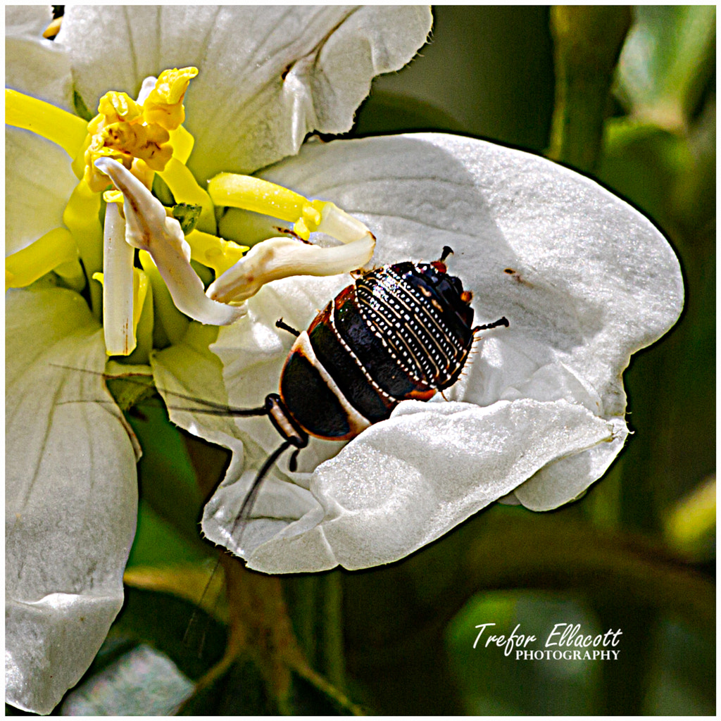 Australian Native Cockroach (Ellipsidion) 22_02 by Trefor Ellacott / 500px