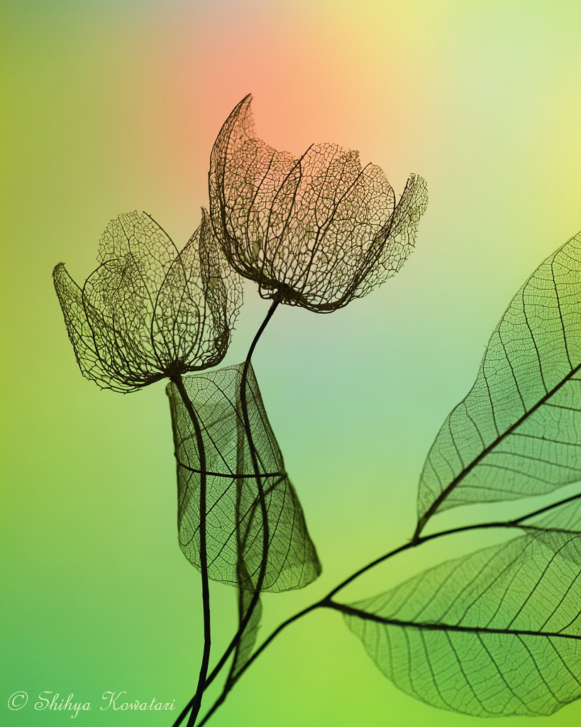 Love Romance by Shihya Kowatari / 500px