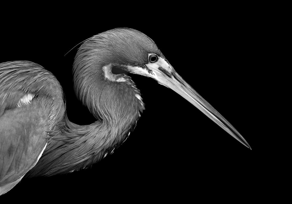 B&W Tri color Heron by Andy Glogower / 500px