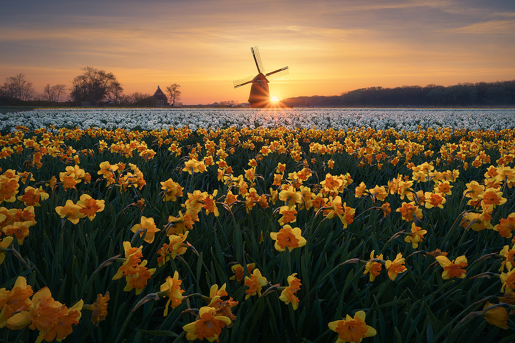 Spring in Holland by Iván Maigua / 500px