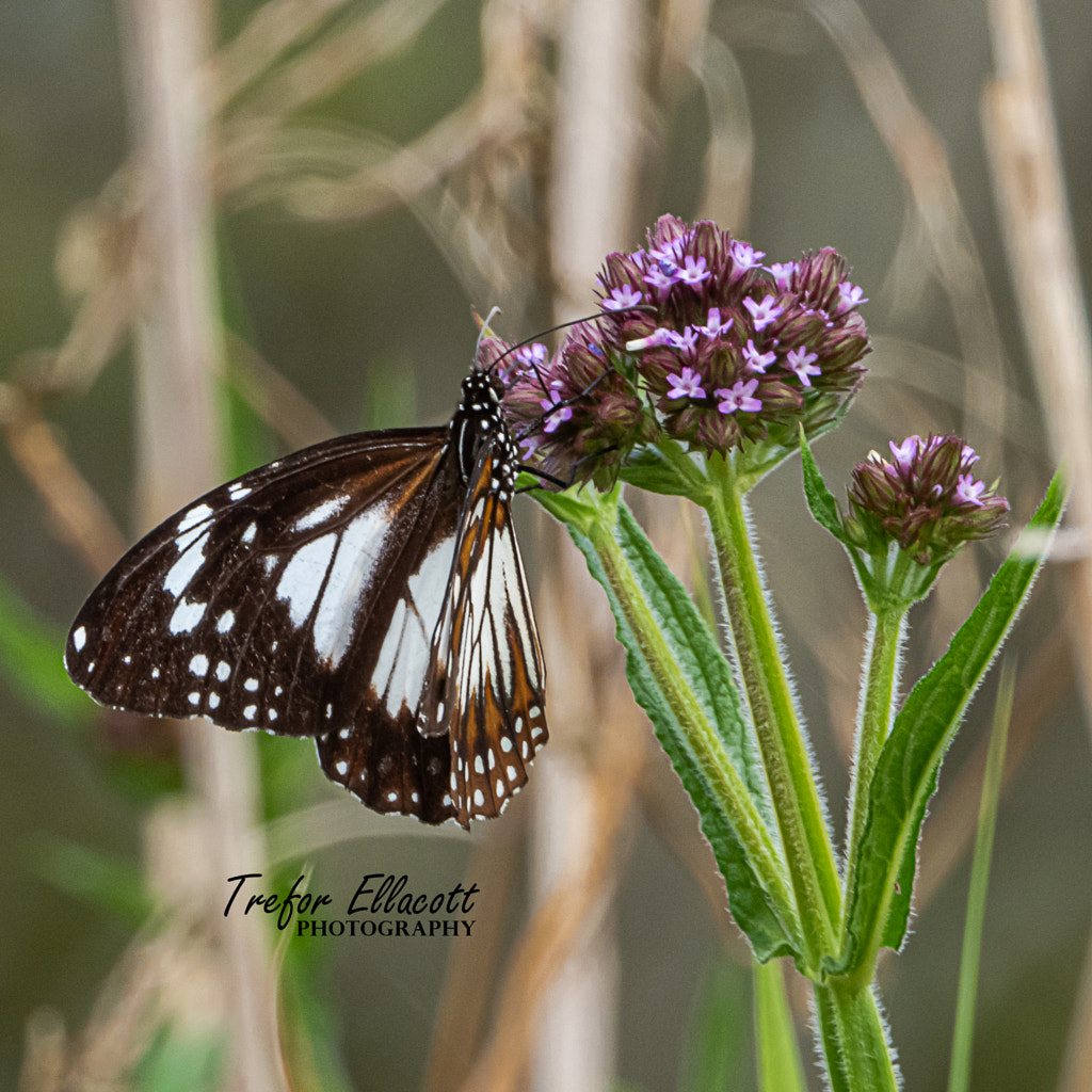 Black & White Tiger Butterfly (Danaus affinis) 22_01 by Trefor Ellacott ...