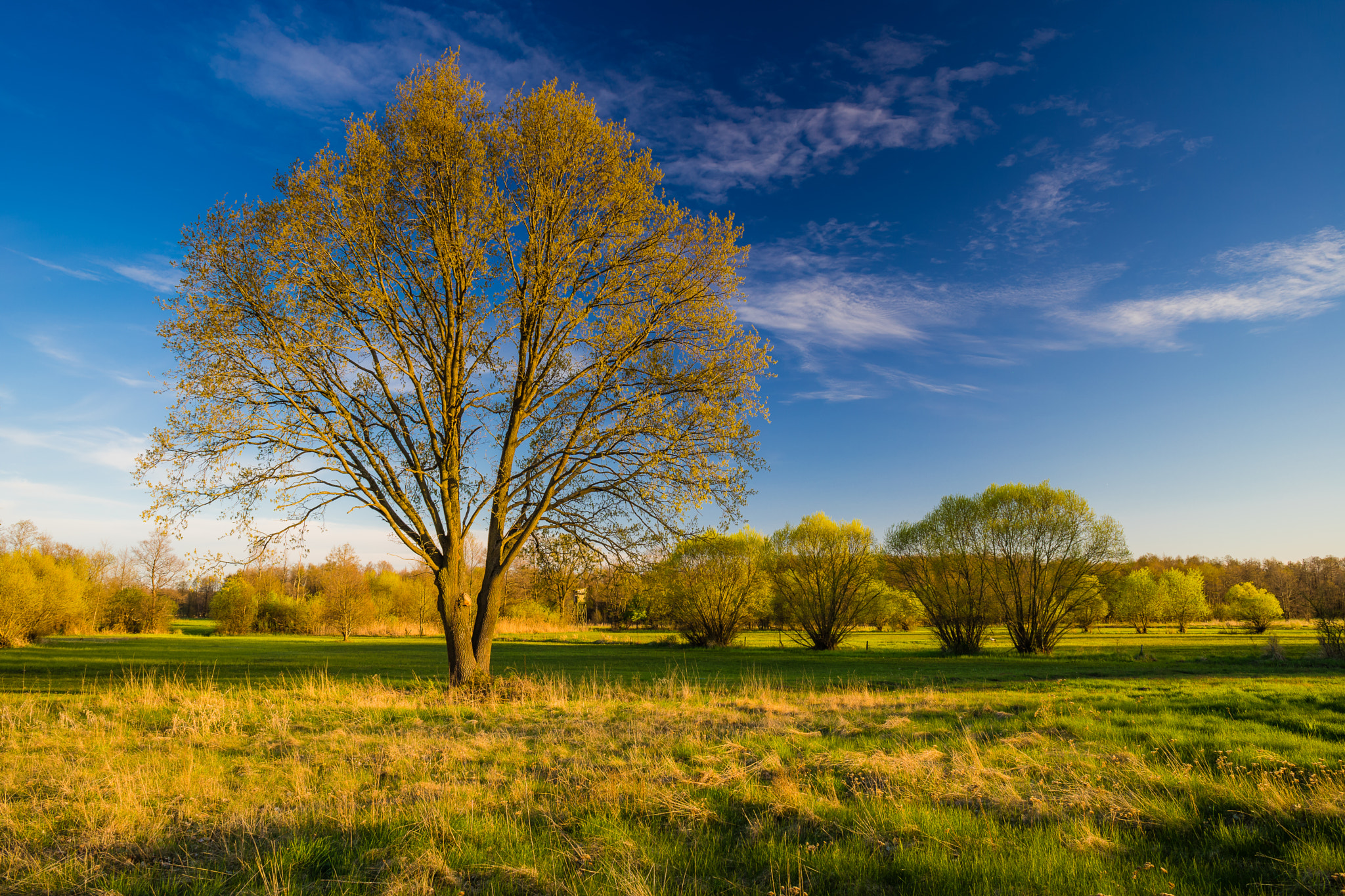 Spring Trees by Kamil Galanek / 500px