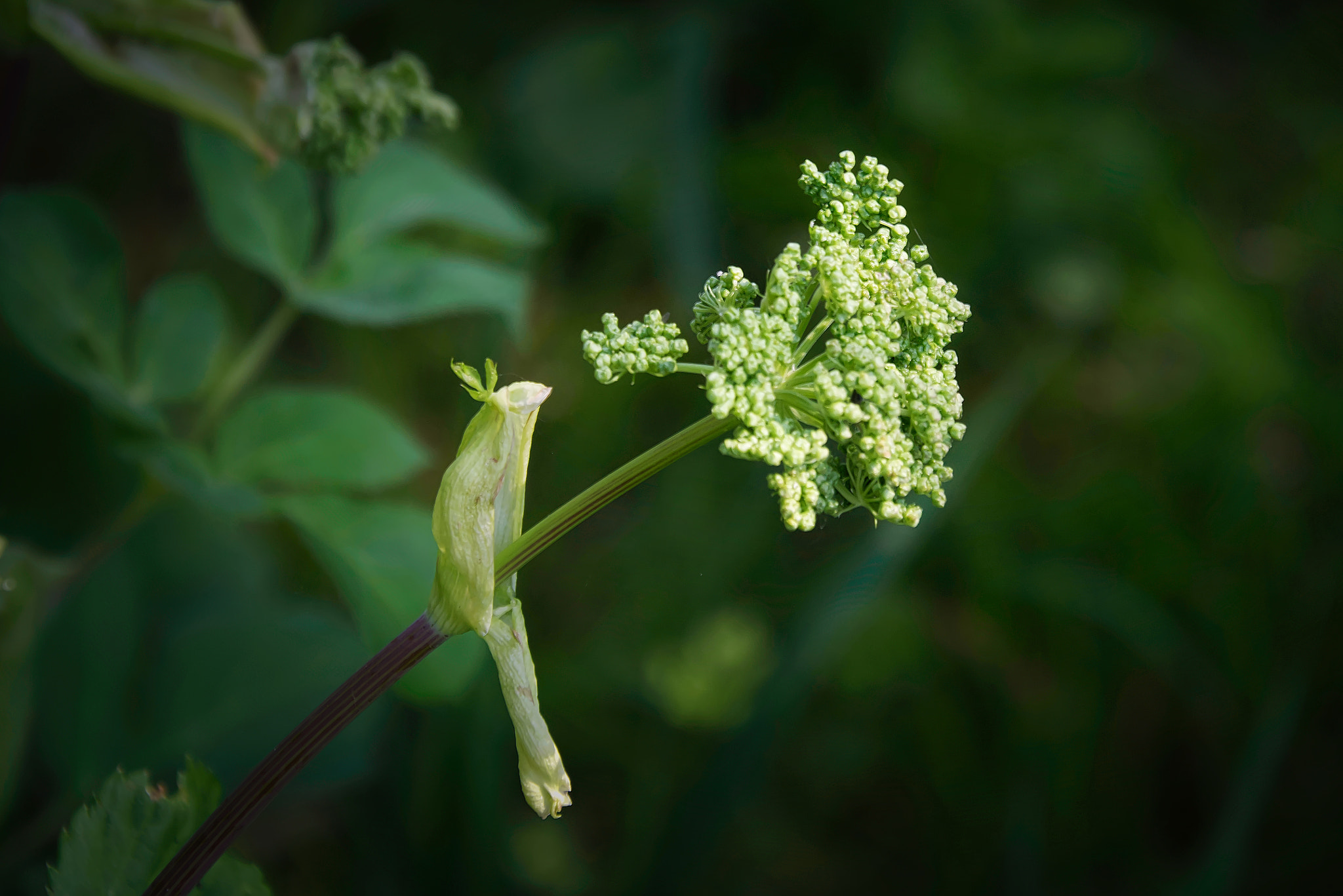 Selinum carvifolia by Bert Seinstra / 500px