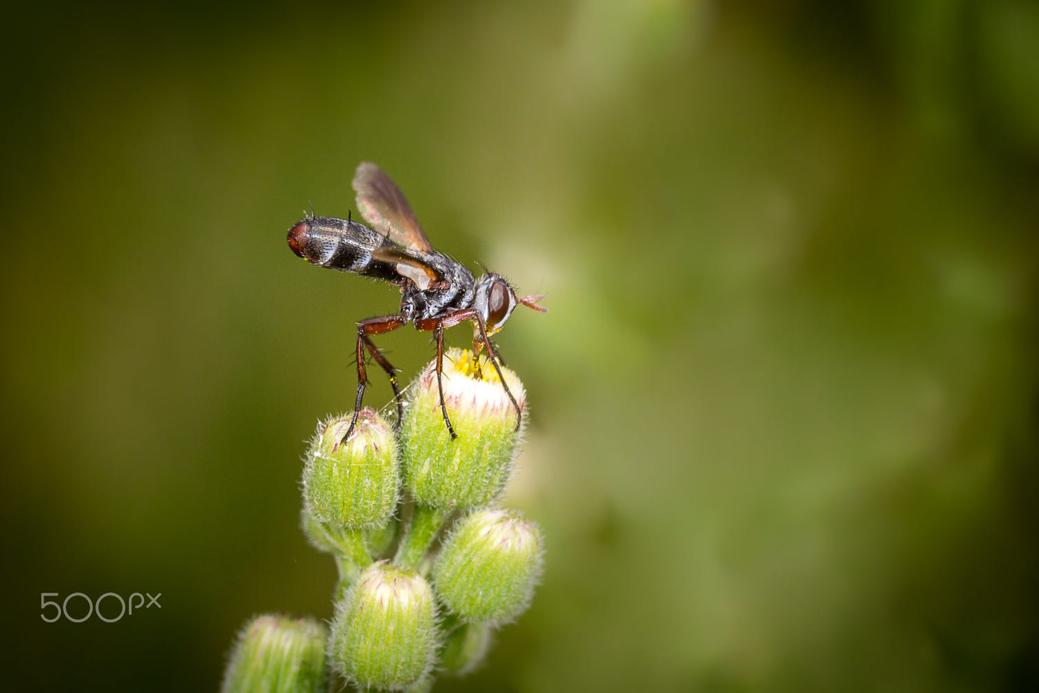 Thick-headed Fly - Family Conopidae by Johan van Zyl / 500px