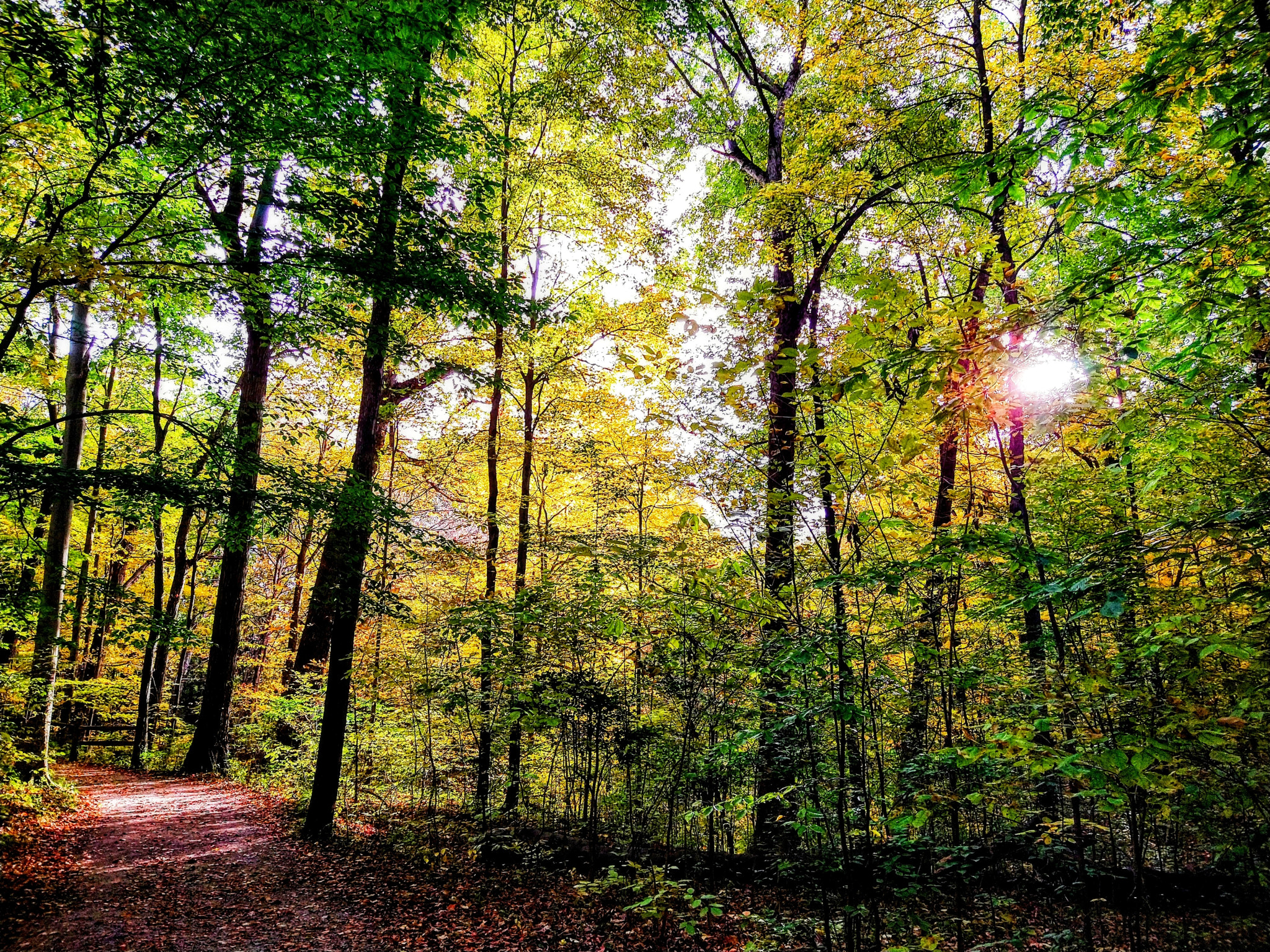 Highbanks Sunlit Forest by Connor Brennan / 500px