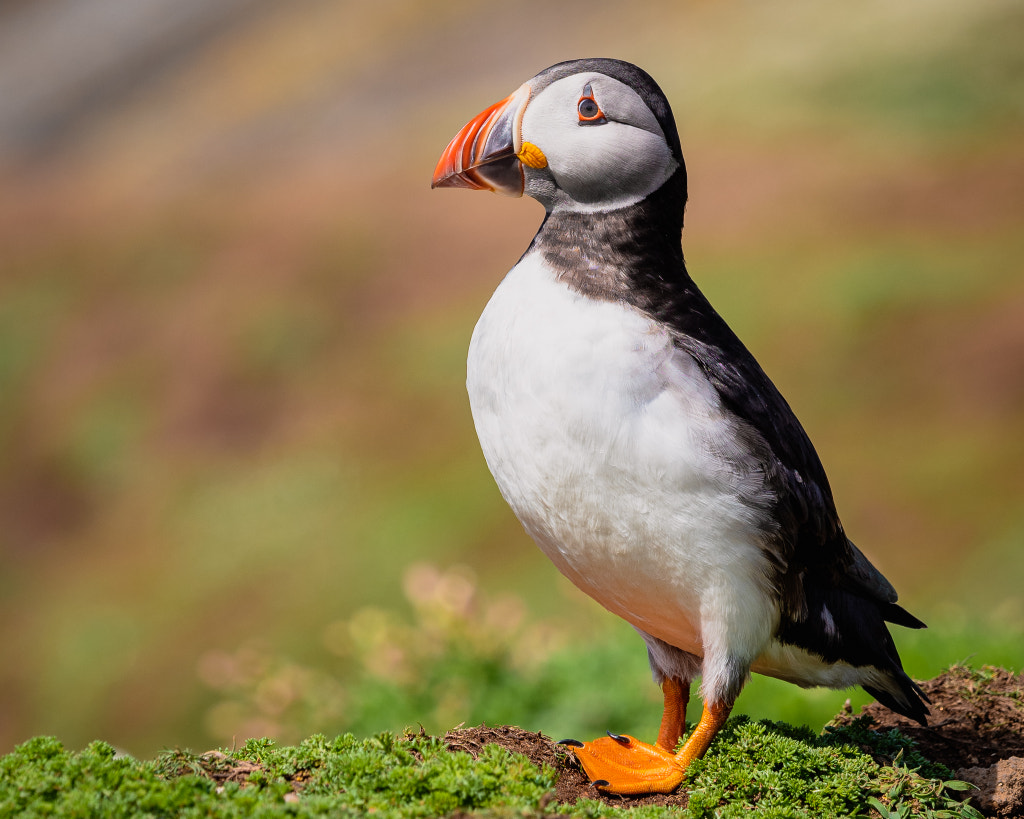 Puffin by Kara Lynsdale / 500px
