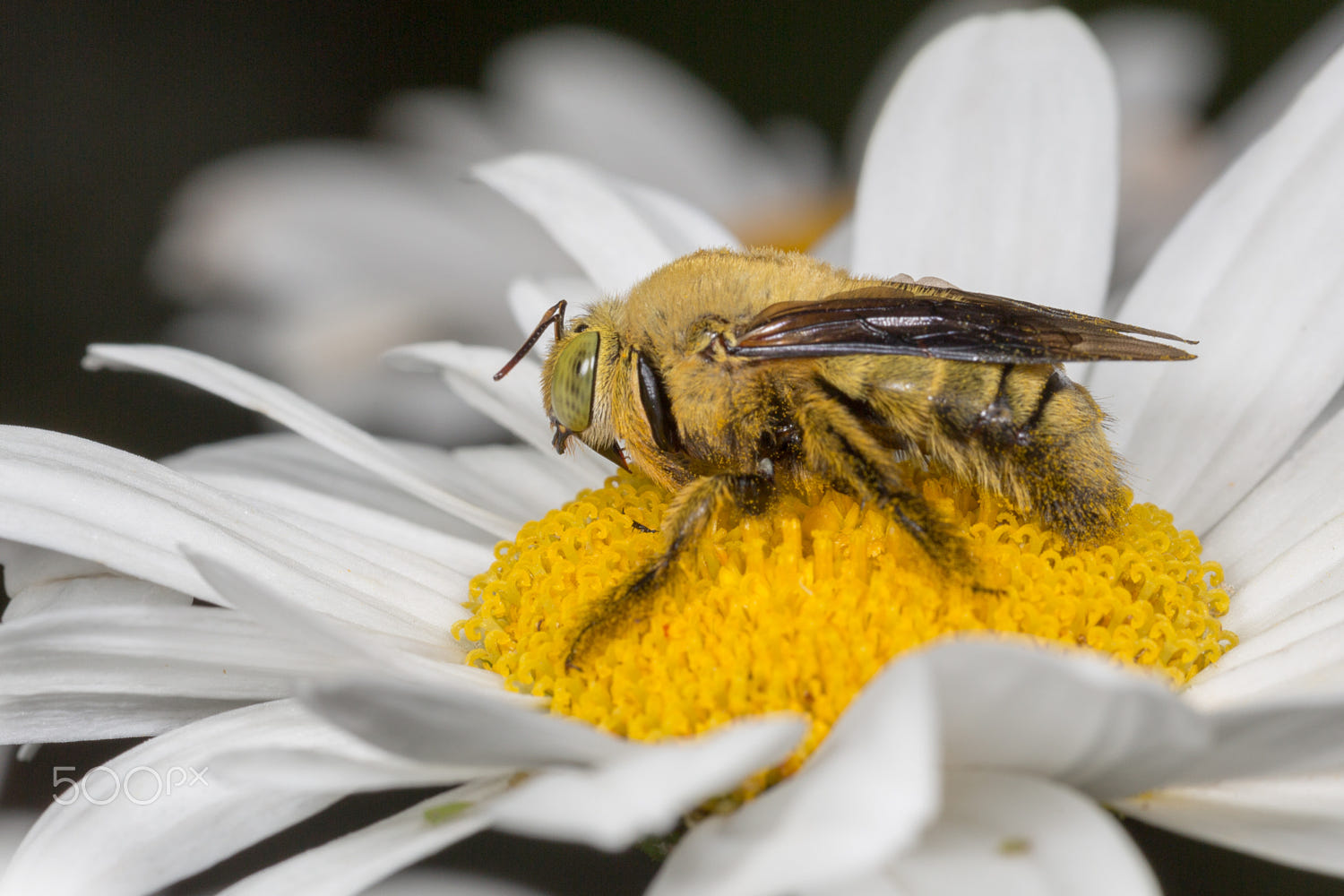 Banded Carpenter Bee - Xylocopa caffra by Johan van Zyl / 500px