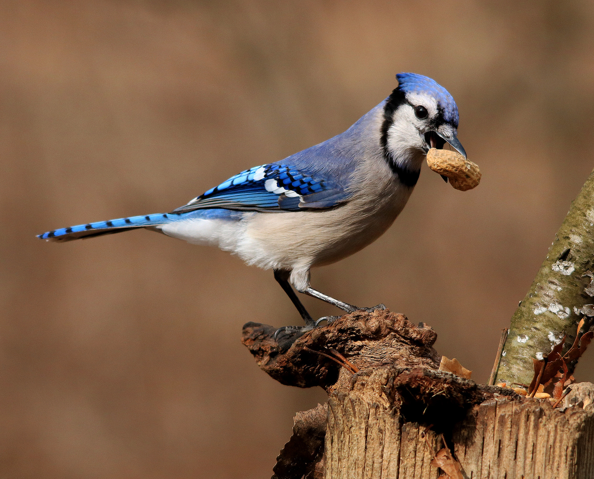 Blue Jay and nut by Brian Masters / 500px
