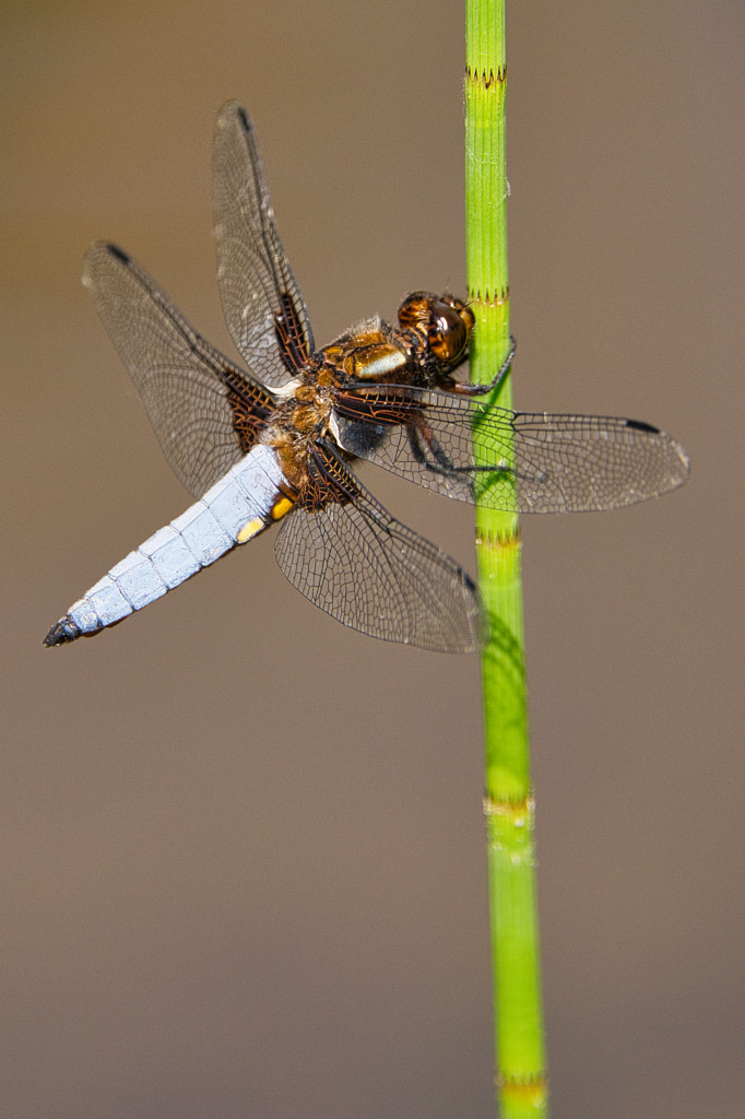 Blaue Libelle by René Hablützel / 500px