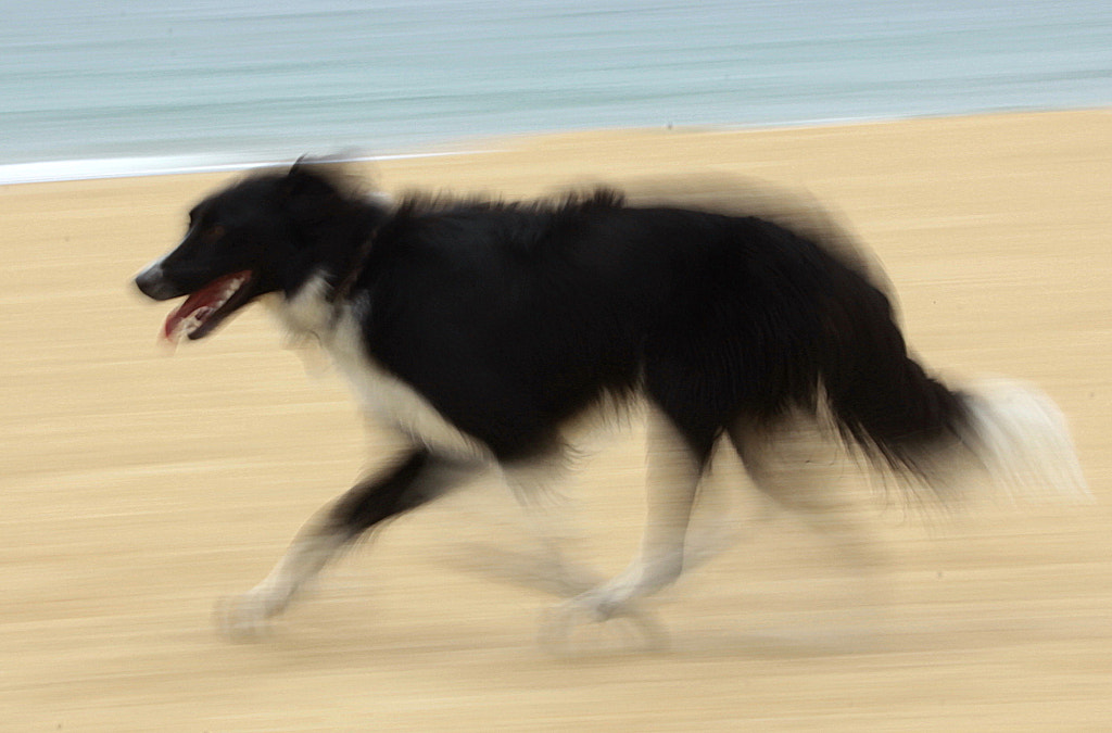 Ouaf! Ouaf! by Philippe Martignon / 500px