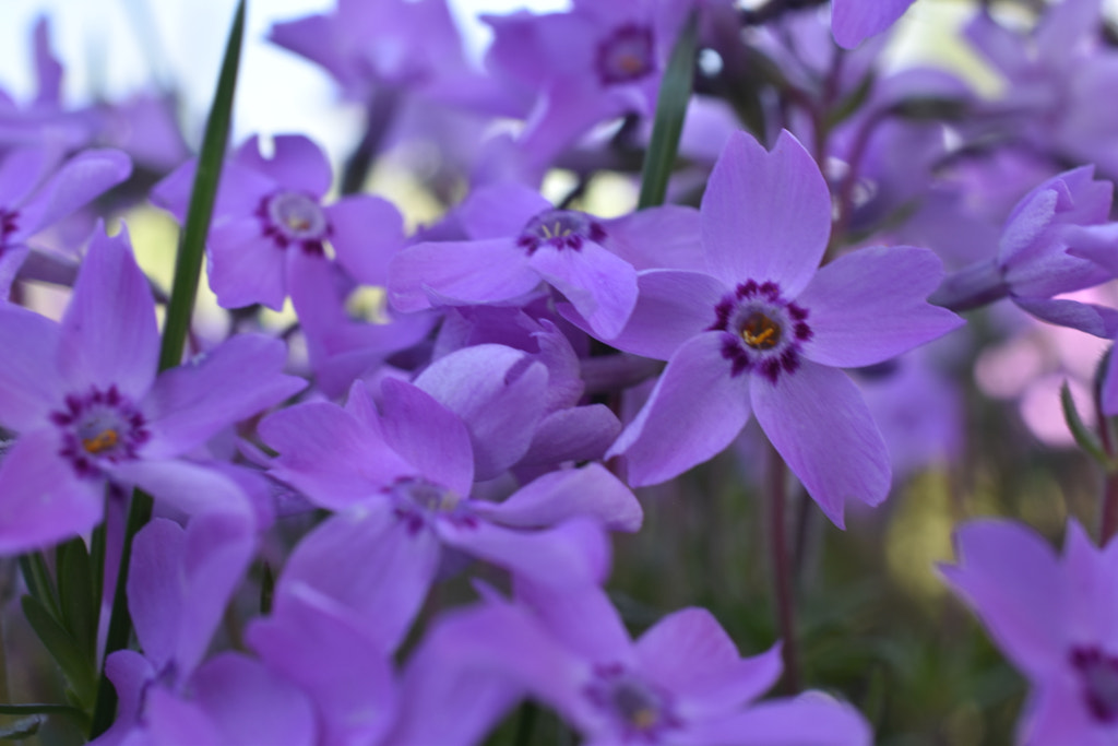 color of violet by Patrick Smith / 500px