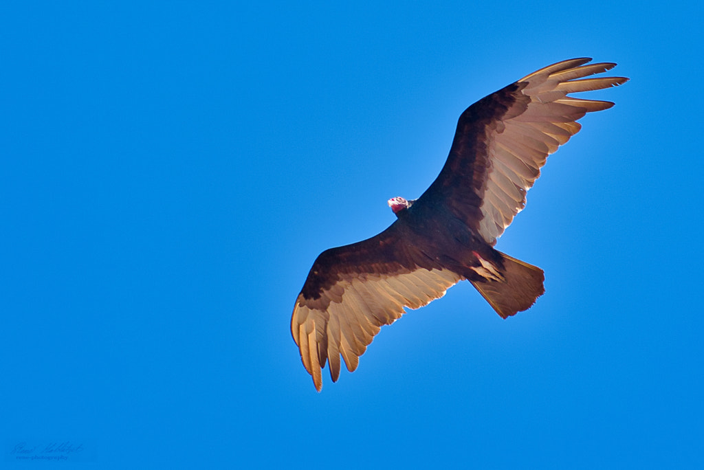 Türkei-Geier am Blauen Himmel by René Hablützel / 500px