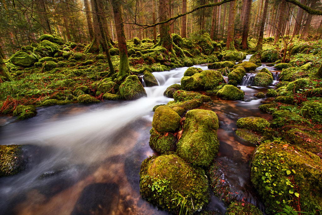 Silky river in undergrowth by Robert Didierjean / 500px