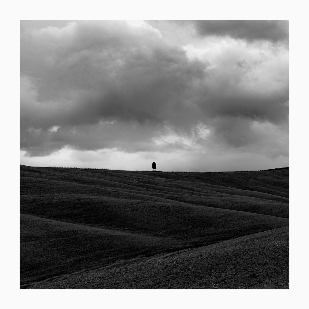 Lone Cypress by Alona Azaria / 500px