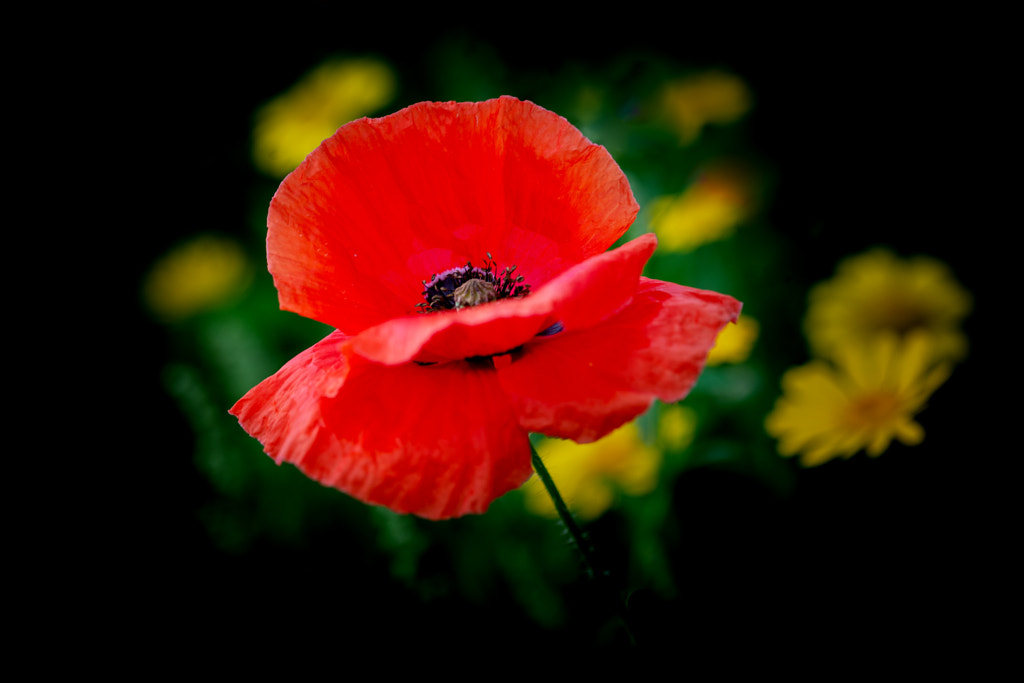 Poppy power. by Chris Hamilton / 500px