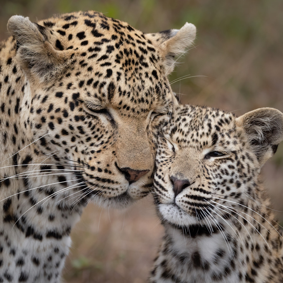 close-up of leopard mum with her cub by Bettina Villabruna / 500px