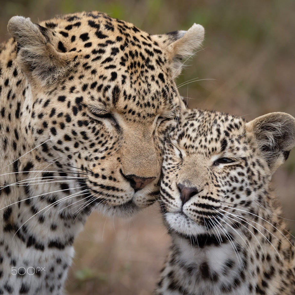close-up of leopard mum with her cub by Bettina Villabruna / 500px